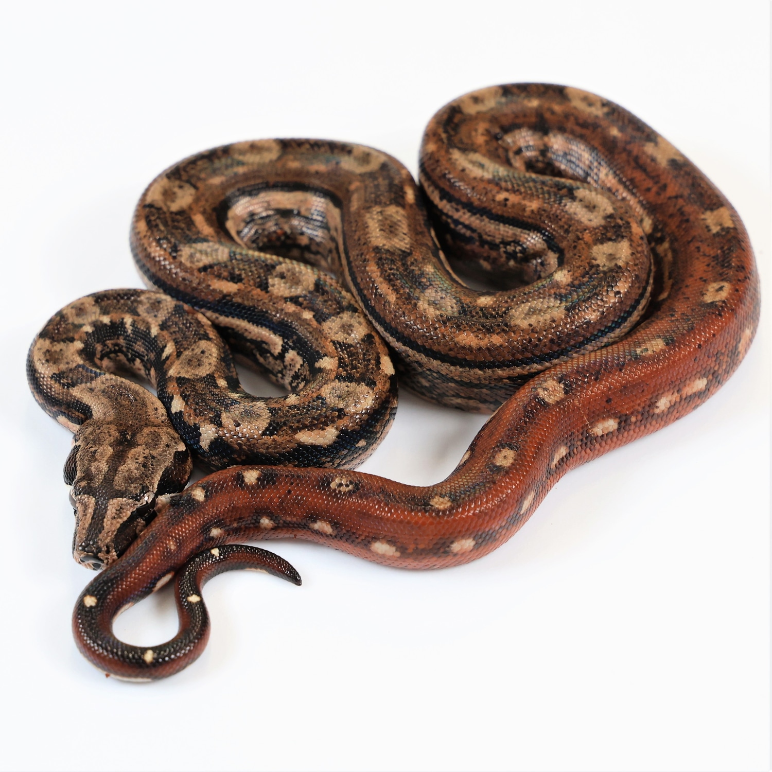 Hypo Super Inca 100% Het Type 2 Anery Boa Constrictor by Jason's Exotic ...