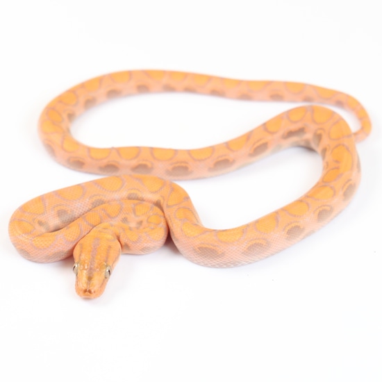 T+ Albino Brazilian Rainbow Boa by Jason's Exotic Reptiles