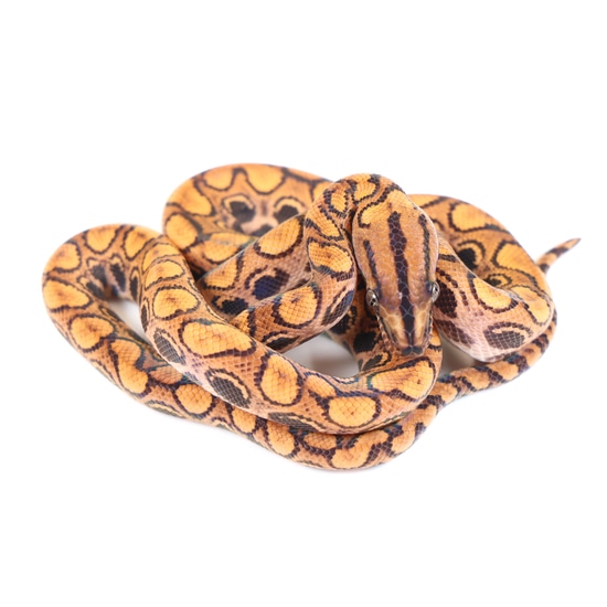100% Het T+ Albino Brazilian Rainbow Boa by Jason's Exotic Reptiles