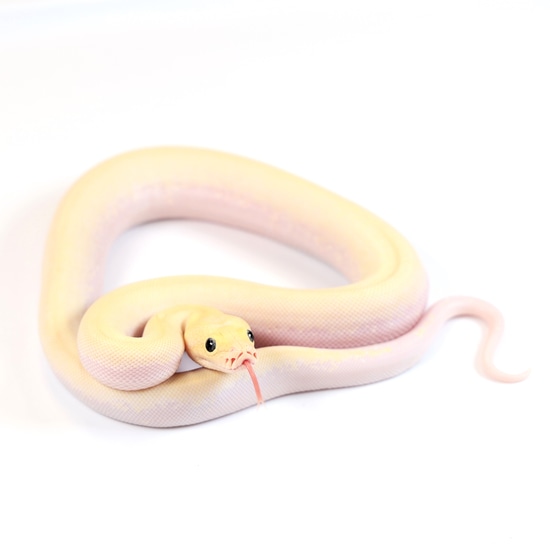 Ivory 50% Het Albino Burmese Python by Jason's Exotic Reptiles