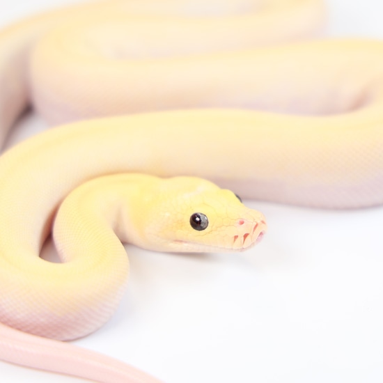 Ivory 50% Het Albino Burmese Python by Jason's Exotic Reptiles