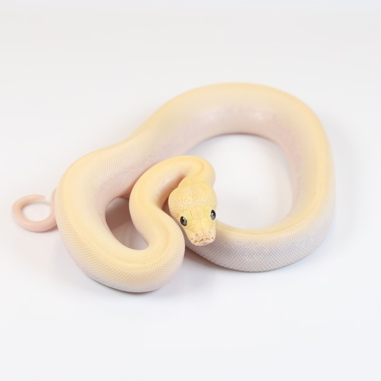 Ivory 50% Het Albino Burmese Python by Jason's Exotic Reptiles