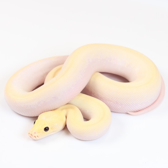 Ivory 50% Het Albino Burmese Python by Jason's Exotic Reptiles