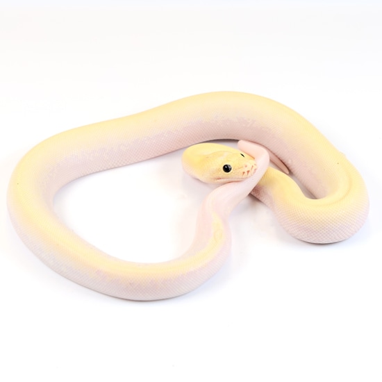 Ivory 50% Het Albino Burmese Python by Jason's Exotic Reptiles