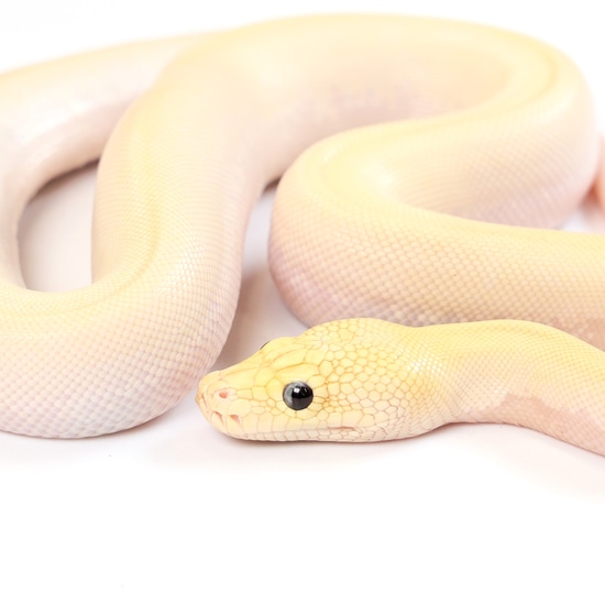 Ivory 50% Het Albino Burmese Python by Jason's Exotic Reptiles