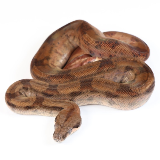 **Mayan Project** Hypo (Poss Super Hypo) Mayan 66% Het Blood And JER T+ ...