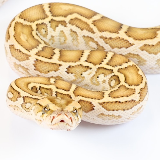 Hypo 100% Het Albino 50% Het Labyrinth, Green, Granite Burmese Python ...