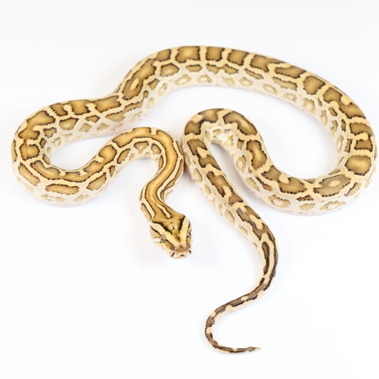 Hypo 100% Het Albino 50% Het Labyrinth, Green, Granite Burmese Python ...
