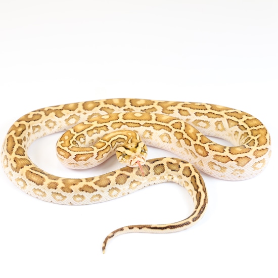 Hypo 100% Het Albino 50% Het Labyrinth, Green, Granite Burmese Python ...