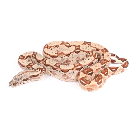 Pink Panther Hypo Arabesque 100% Het VPI Boa Constrictor by Jason's ...