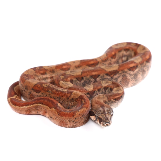 Hypo Mayan Boa Constrictor by Jason's Exotic Reptiles