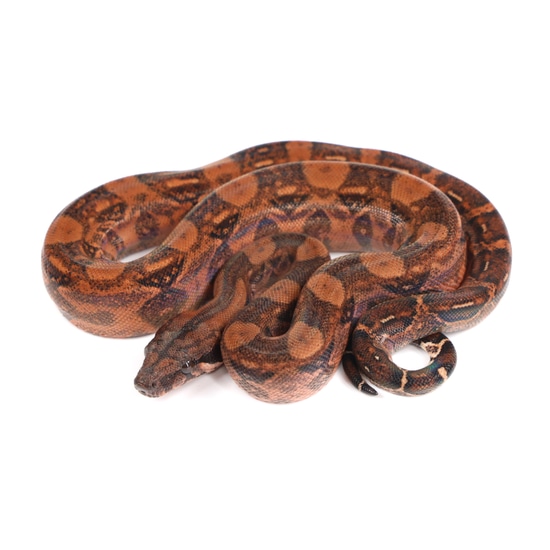 Blood From Mayan Lineage Boa Constrictor by Jason's Exotic Reptiles
