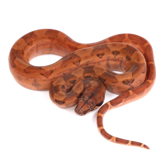 Hypo Mayan Blood Boa Constrictor by Jason's Exotic Reptiles