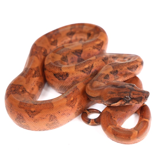 Hypo Mayan Blood Boa Constrictor by Jason's Exotic Reptiles