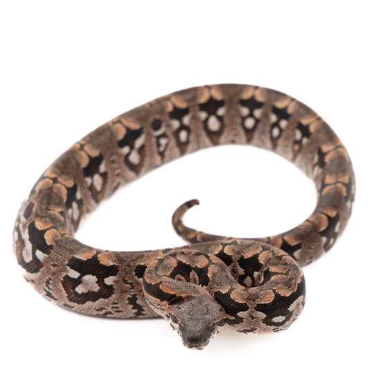 Dumerils Dumeril's Boa by Jason's Exotic Reptiles