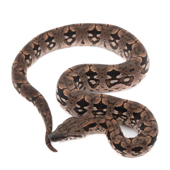 Stunning Dumerils Dumeril's Boa by Jake’s Snakes