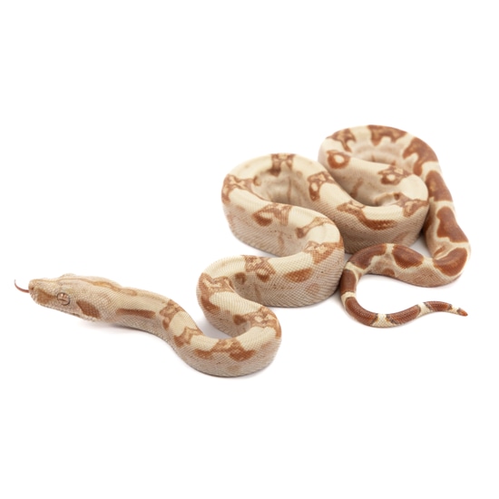 Paraglow 100% Het Blood Boa Constrictor by Jason's Exotic Reptiles