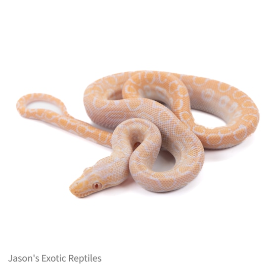 T- Albino Brazilian Rainbow Boa by Jason's Exotic Reptiles