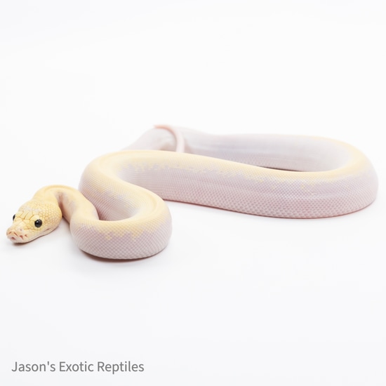 Ivory 66% Het Labyrinth 50% Het Albino Burmese Python by Jason's Exotic ...