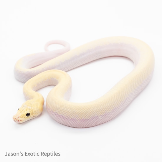 Ivory 66% Het Labyrinth 50% Het Albino Burmese Python by Jason's Exotic ...