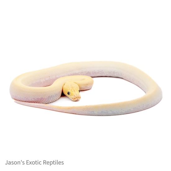 Ivory 50% Het Albino 50% Het Labyrinth (Grey Eye) Burmese Python by ...