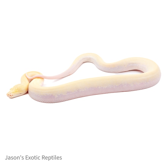 Ivory 50% Het Albino 50% Het Labyrinth (OneEye) Burmese Python by Jason ...