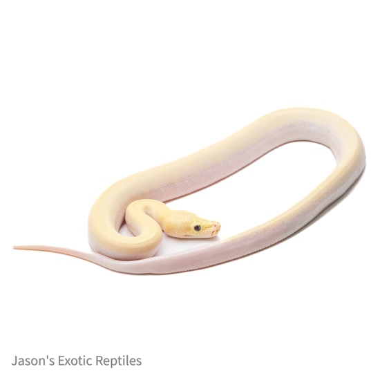 Ivory 50% Het Albino 50% Het Labyrinth (OneEye) Burmese Python by Jason ...
