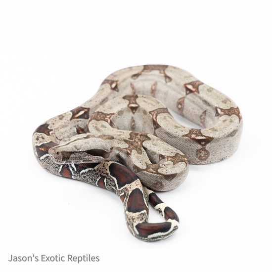 Surinam BCC True Red-Tailed Boa Constrictor by Jason's Exotic Reptiles