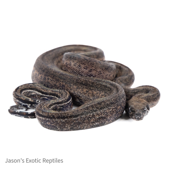 Leopard Het Albino (Costa Rican) Boa Constrictor by Jason's Exotic Reptiles