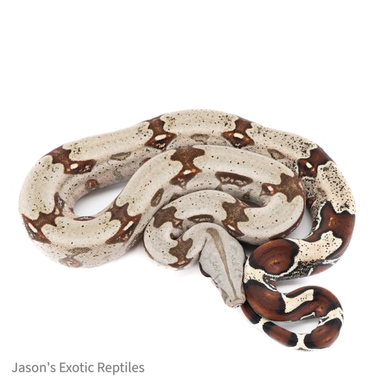 Guyana BCC True Red-Tailed Boa Constrictor by Jason's Exotic Reptiles