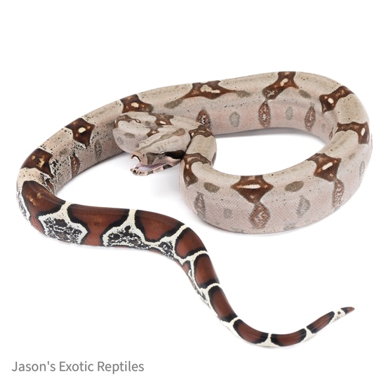 Guyana BCC True Red-Tailed Boa Constrictor by Jason's Exotic Reptiles