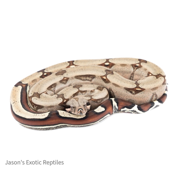 Guyana BCC True Red-Tailed Boa Constrictor by Jason's Exotic Reptiles
