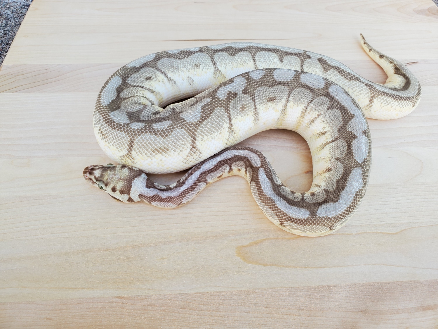 Queen Bee Female Ball Python by Jasons Snakes and Reptiles - MorphMarket
