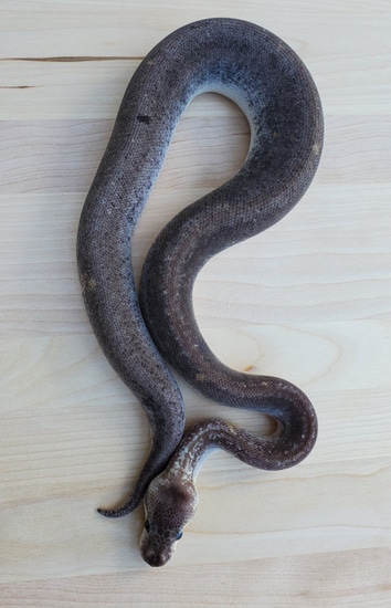 Paradox Super Black Pastel Ball Python by Jasons Snakes and Reptiles