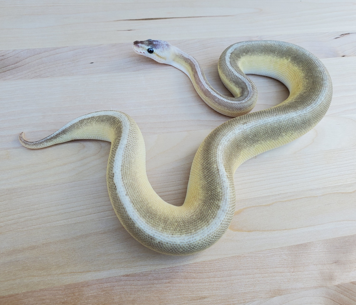 Blackpastel Pastel Pinstripe Lesser Ball Python by Jasons Snakes and ...