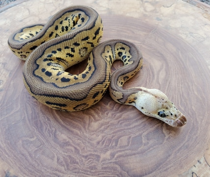 Jasons Snakes and Reptiles - MorphMarket