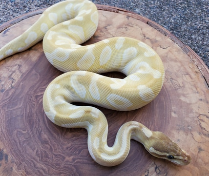 Jasons Snakes and Reptiles - MorphMarket