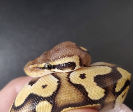 Jasons Snakes and Reptiles - MorphMarket