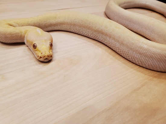 Albino Hypo Granite Burmese Python by Jasons Snakes and Reptiles