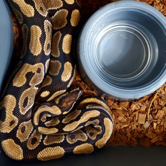 Caramel Glow Pair Ball Python by Jasons Snakes and Reptiles