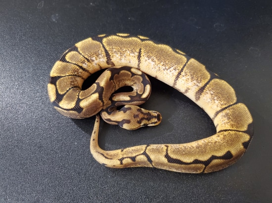Yellowbelly Spider Ball Python by Jasons Snakes and Reptiles