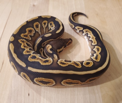 Jasons Snakes and Reptiles - MorphMarket