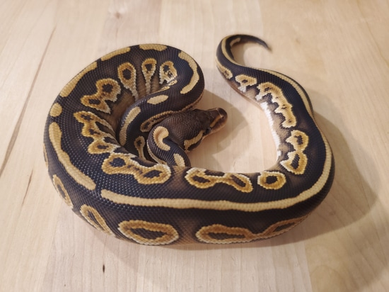 Black Magic Ball Python by Jasons Snakes and Reptiles