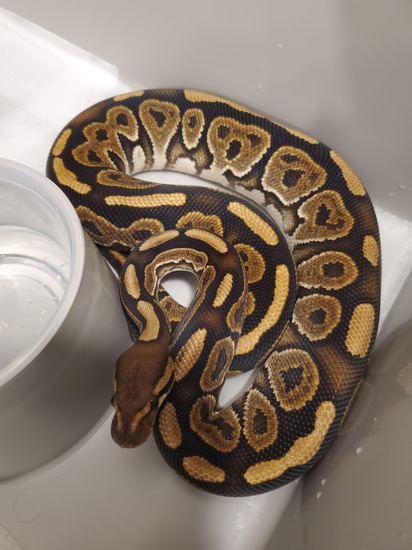 Black Pastel Ball Python by Jasons Snakes and Reptiles
