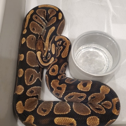 Jasons Snakes and Reptiles - MorphMarket