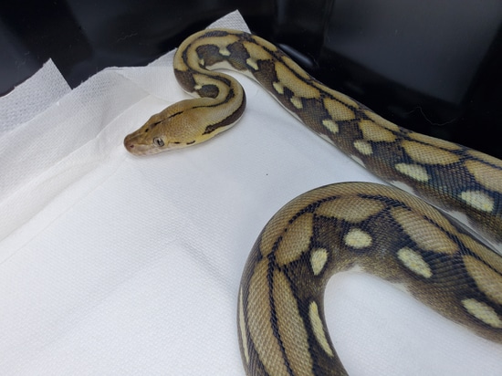 75% Superdwarf Anery Sun Tiger Reticulated Python Male by Jasons Snakes ...