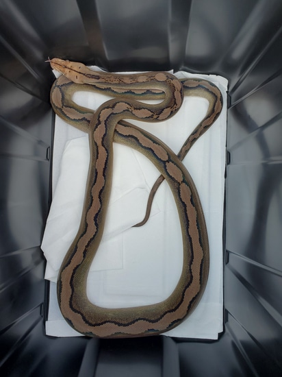 62.5% Superdwarf Anery Motley Pos Het Snow Reticulated Reticulated ...