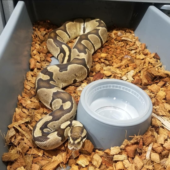 Dinker Ball Python by Jasons Snakes and Reptiles