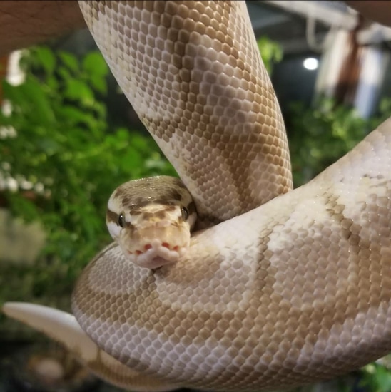 Friendly Queenbee Ball Python by Jasons Snakes and Reptiles