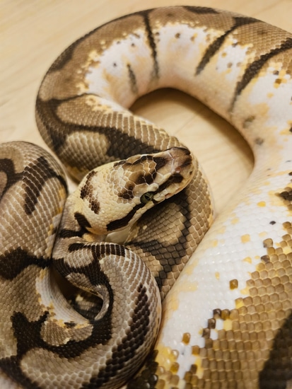 Friendly Bumblebee Male Ball Python by Jasons Snakes and Reptiles